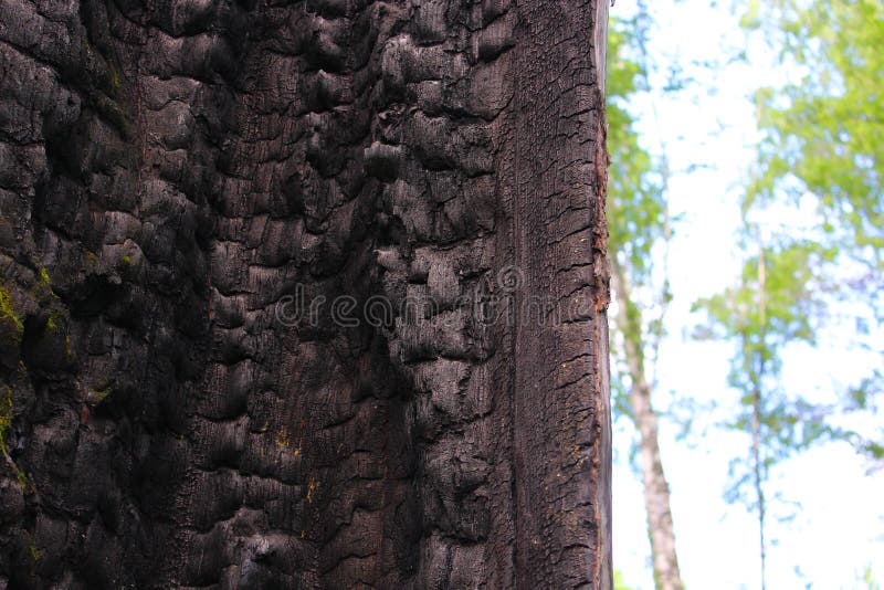 Some Burnt Trees, White Birches in the Forest after the Fire that ...