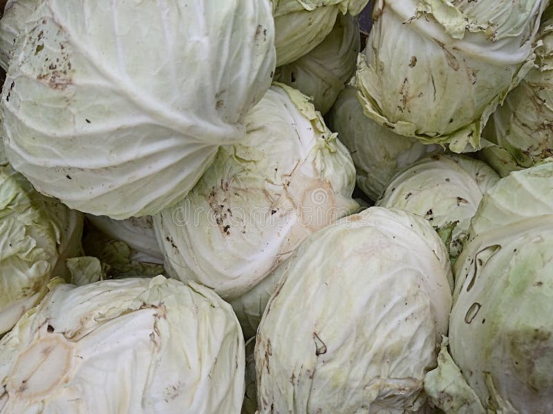 Some Cabbage Placed in a Basket Stock Photo - Image of vegetable, dish ...