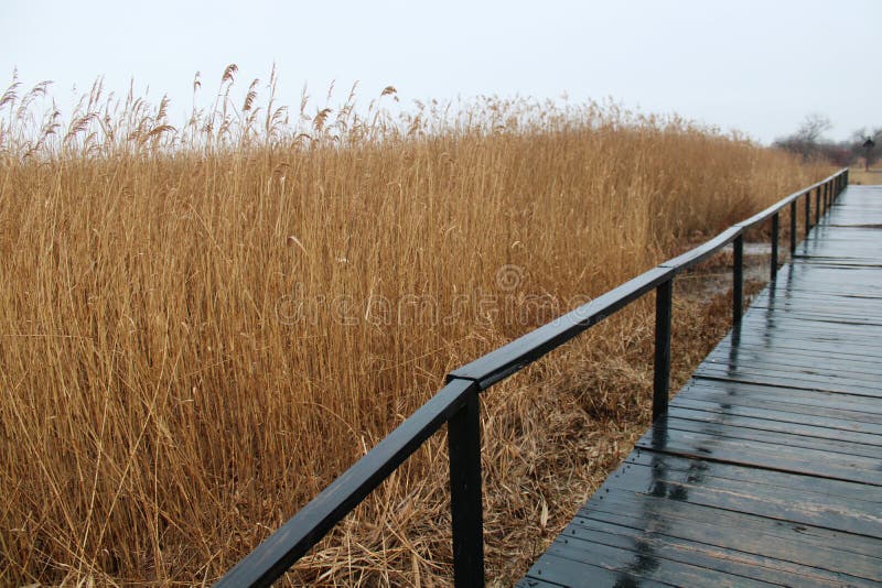 Some canes on a filed stock image. Image of nature, gardony - 138392329