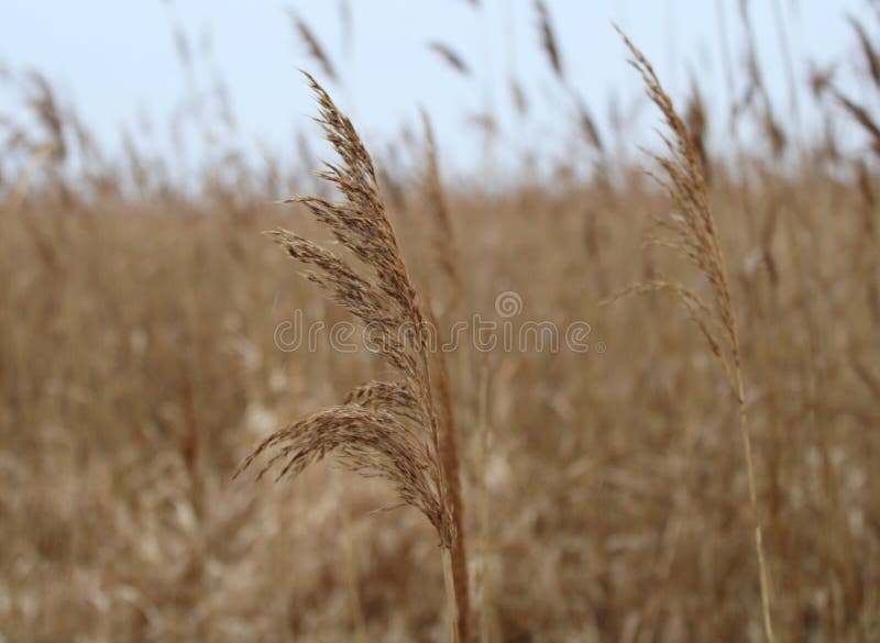 Garony Stock Photos - Free & Royalty-Free Stock Photos from Dreamstime