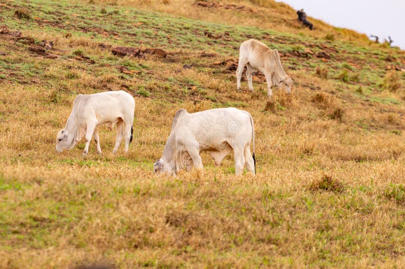 Some Cattle Grazing on Dry Pasture on a Farm. Stock Photo - Image of ...