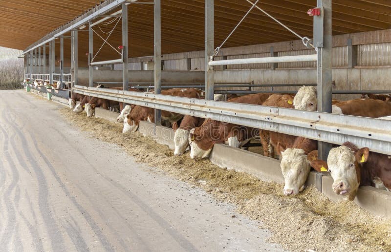 Some cattle in a stable stock image. Image of bullock - 149832861
