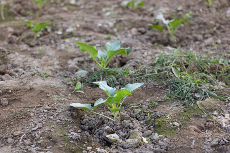 Some Cauliflower Plants Seedlings in Field Stock Image - Image of food ...