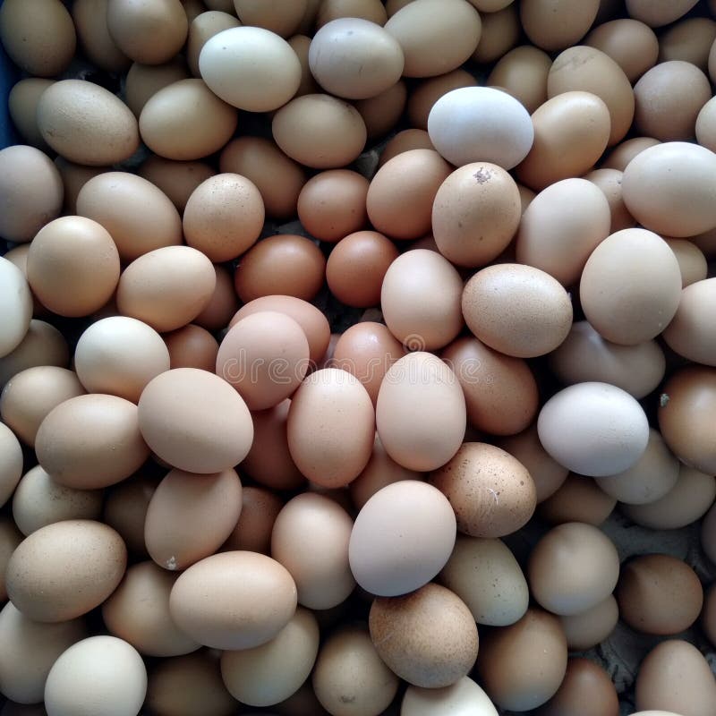 Some chicken Egg stock image. Image of vegetable, fruit - 215038623