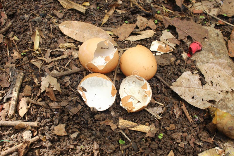 Some Chicken Egg Shells that Were Thrown on the Ground Stock Image ...