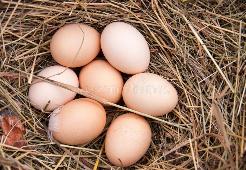 Some Chicken Eggs Lying in the Hay Stock Image - Image of healthy ...