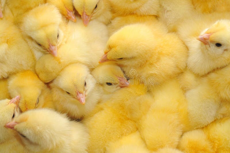 Some chickens stock photo. Image of yellow, animal, bird - 9075748