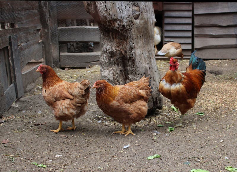 Some chickens in a farm stock photo. Image of chickens - 141677710