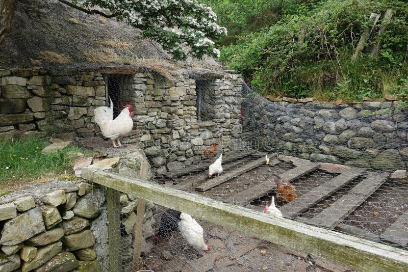 Some Chickens in a Stoned Enclosure . Eco Farm Scene with Free-range ...