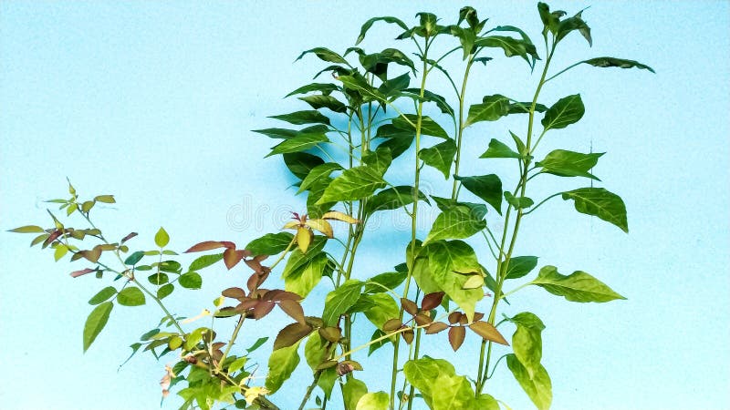 Some Chilli Seedlings in a Pot Stock Photo - Image of agriculture ...