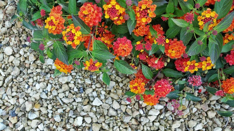 Colored Flowers Grit Stock Photos - Free & Royalty-Free Stock Photos ...