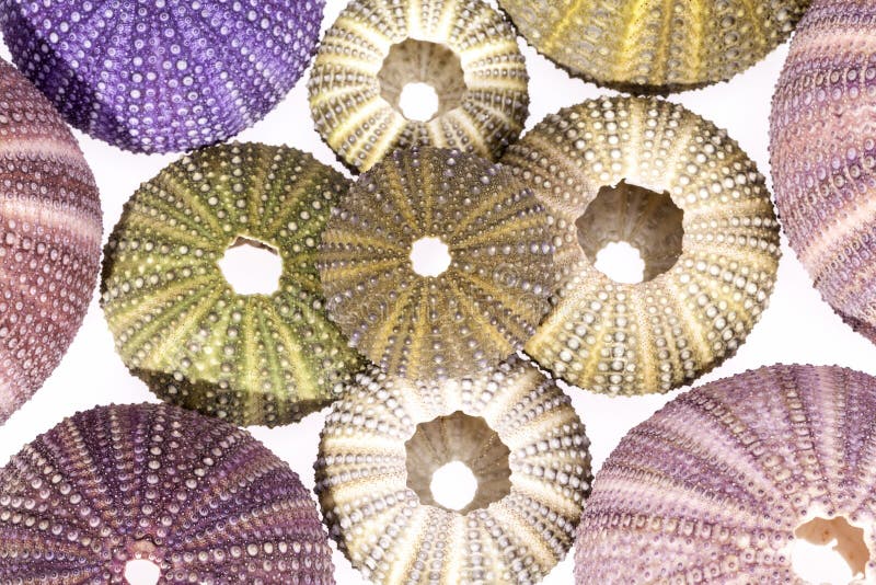 Colorful seashells stock image. Image of shell, shells - 7982463