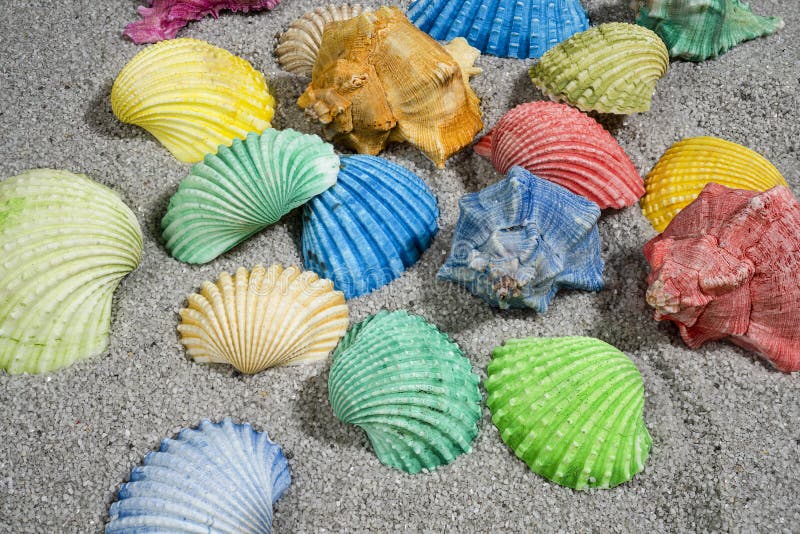 Colorful shells stock photo. Image of animals, ocean - 249050724