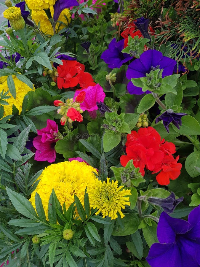 Some colourful flowers stock photo. Image of autumn - 221601880