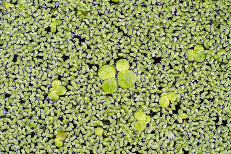 Some common duckweed stock image. Image of common, lemna - 26125157