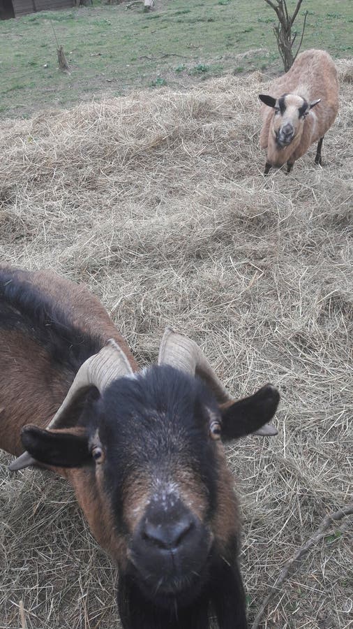 Cool fun goats on a farm stock image. Image of white - 139409189
