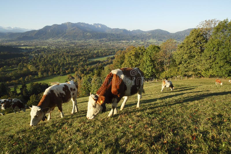 Some cows stock image. Image of green, cute, farming - 21668055
