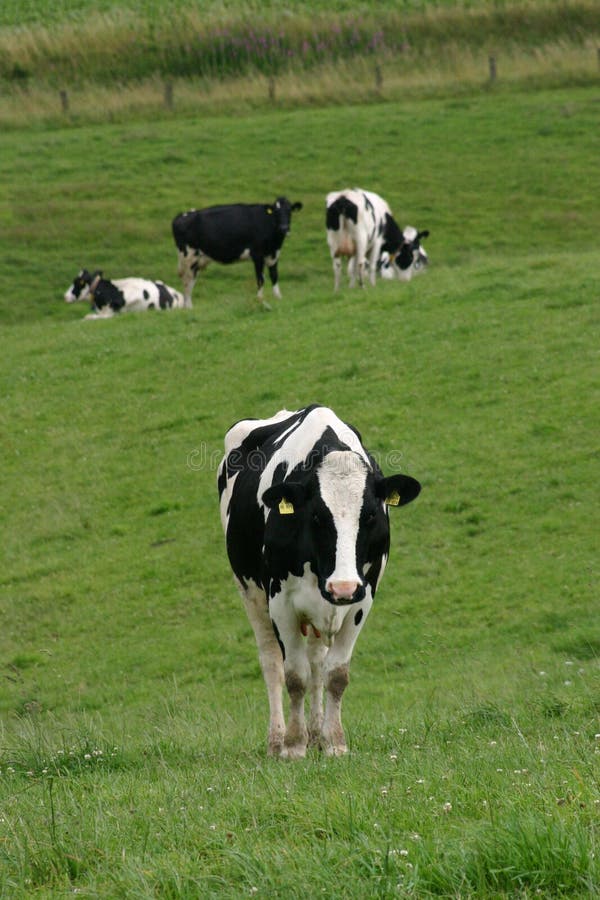 Some cows stock image. Image of milk, cows, pastureland - 796715