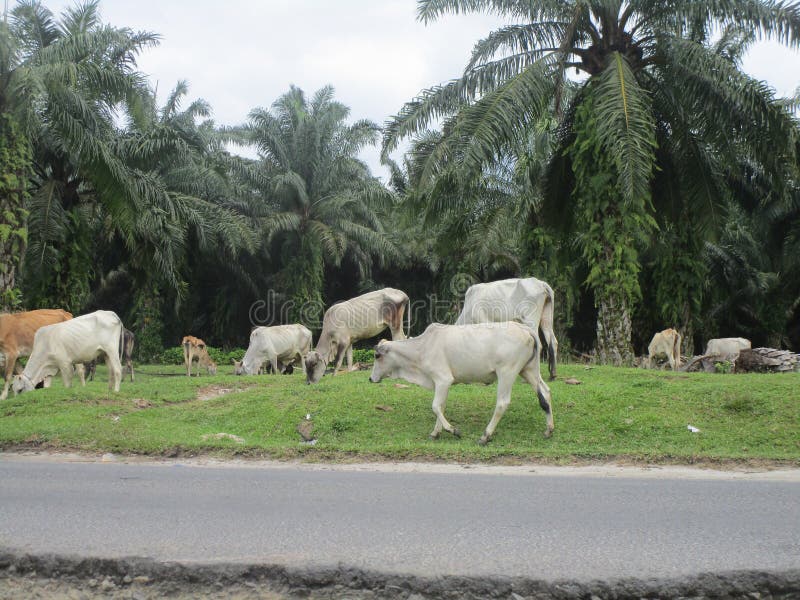 Some Cows are Eating Grass in the Middle of the Garden Stock Image ...