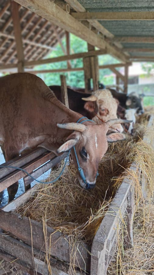 Some cows are eating hay stock photo. Image of adha - 314792574