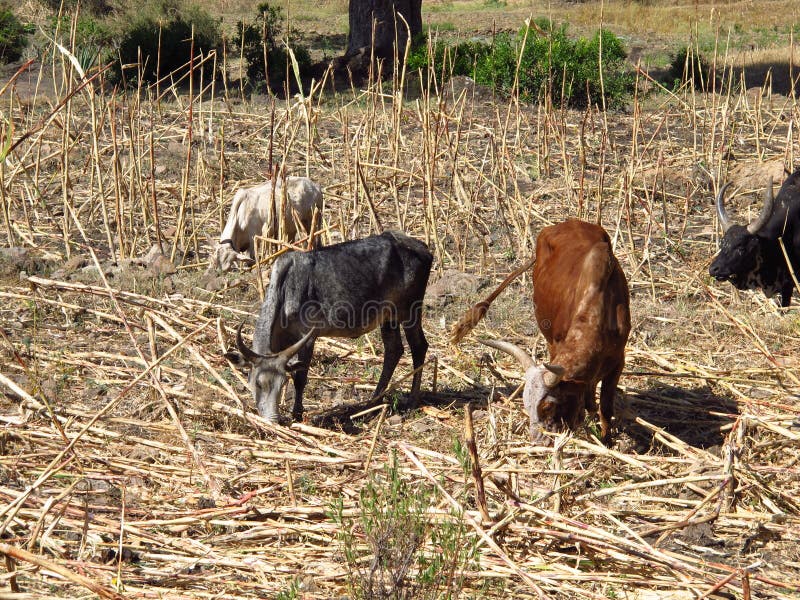 Some Cows in Field of Ethiopia Stock Image - Image of life, africa ...