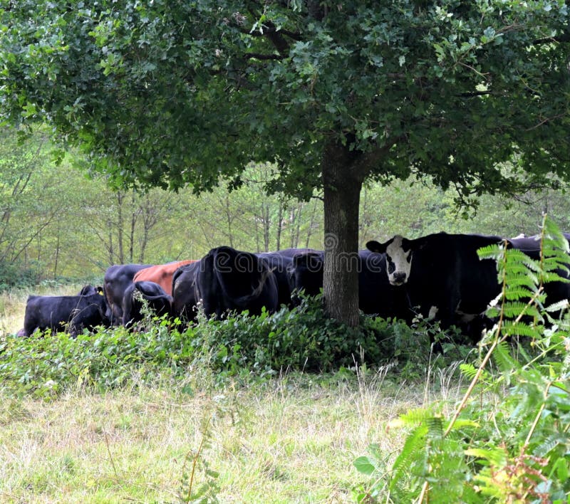 Some Cows Under a Tree in a Grassy Field with Plants Stock Image ...