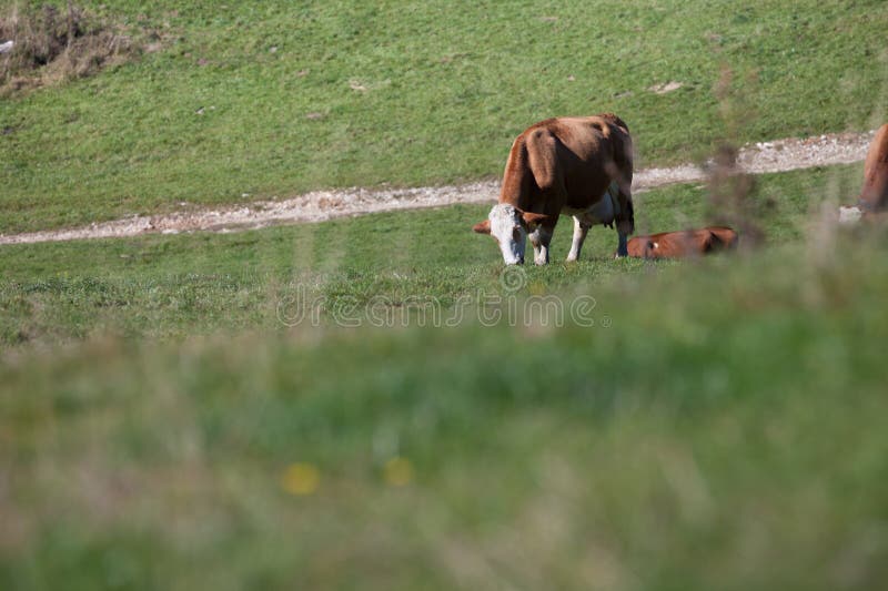 Some Cows in a Wide Pasture in Cansiglio Area in Italy Stock Photo ...