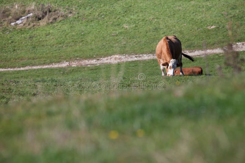 Some Cows in a Wide Pasture in Cansiglio Area in Italy Stock Photo ...