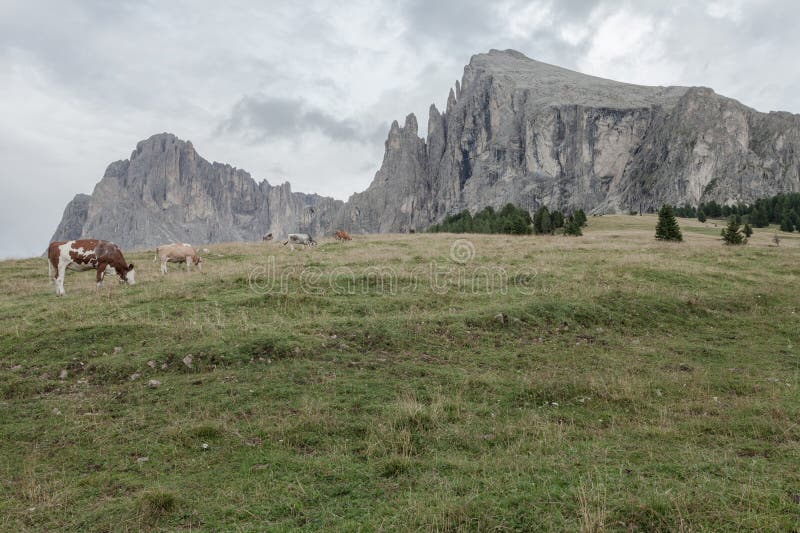 Some Cows in a Wide Pasture in Dolomites Stock Photo - Image of fall ...