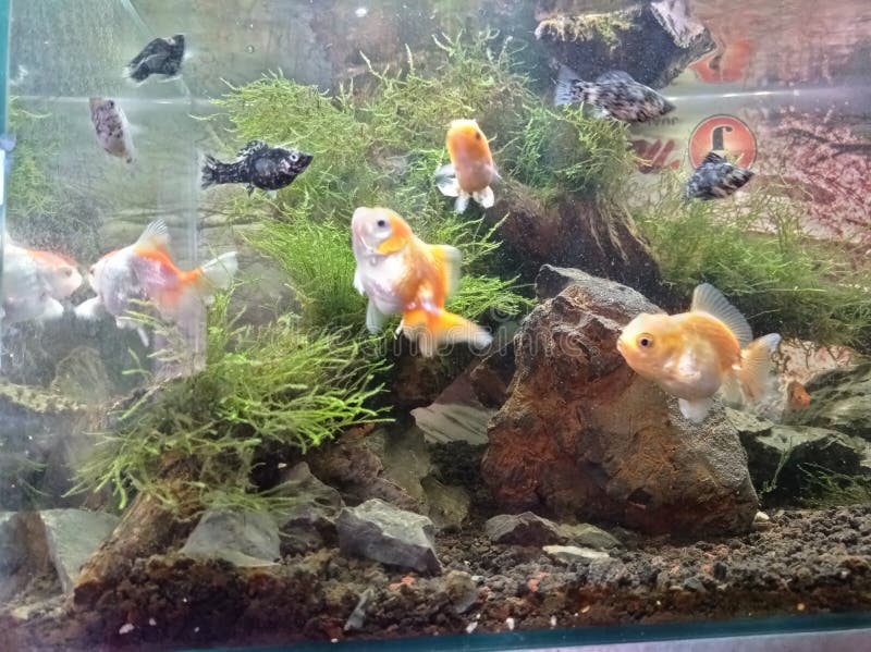 Some Cute Fish that Live in the Aquarium Stock Photo - Image of live ...