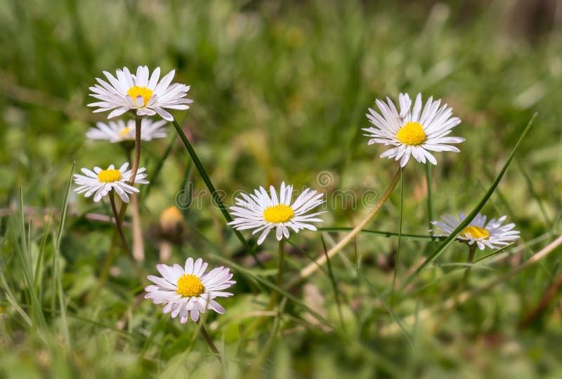 Some Daisies in the Fields on a Beautiful Spring Day Stock Image ...