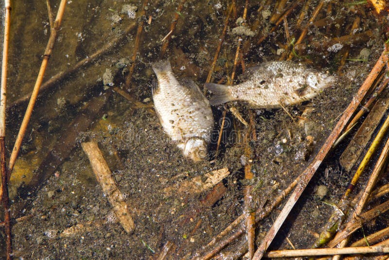 Some dead fish stock photo. Image of litter, water, pollution - 90200608