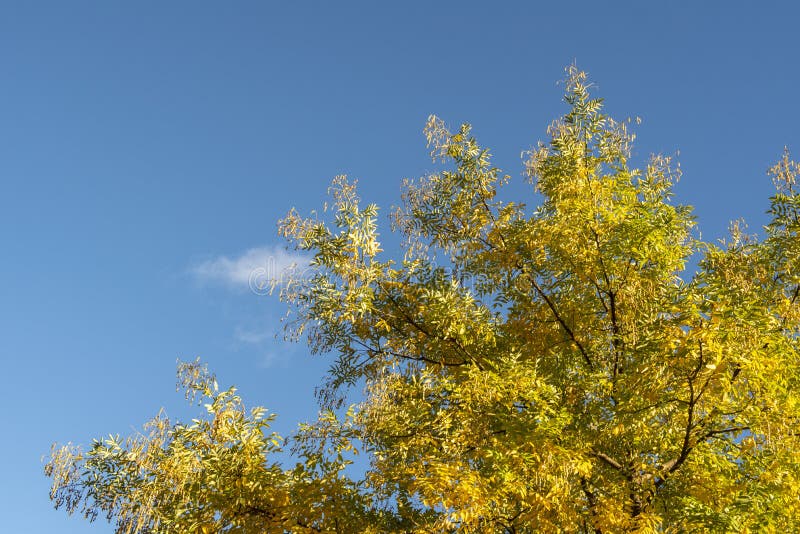 Some Deciduous Trees Yellowed and about To Fall in the Autumn Season ...