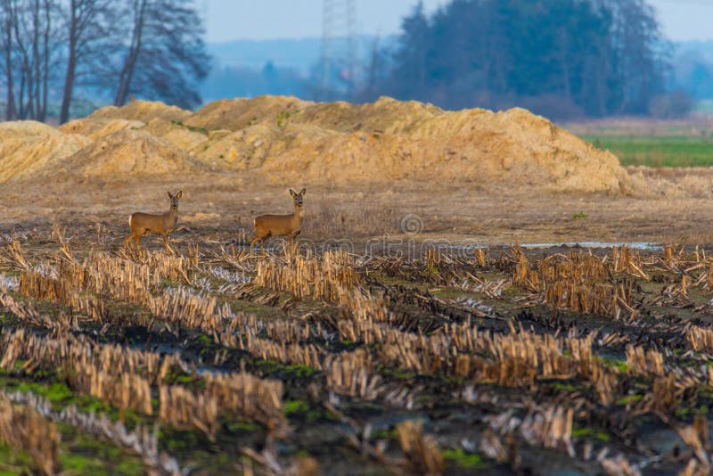 Some Deer Run Across a Plowed Corn Field in the Evening Stock Photo ...