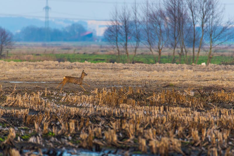 Some Deer Run Across a Plowed Corn Field in the Evening Stock Image ...