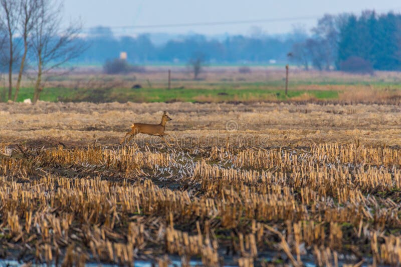Some Deer Run Across a Plowed Corn Field in the Evening Stock Image ...