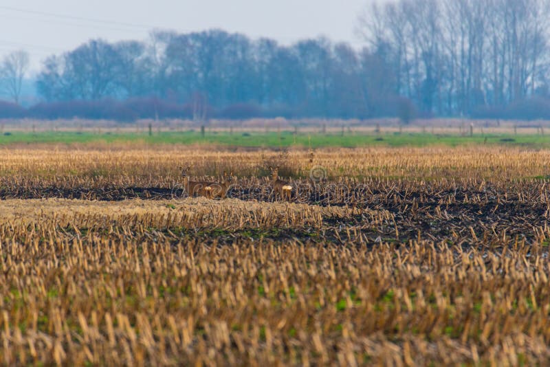 Some Deer Run Across a Plowed Corn Field in the Evening Stock Photo ...