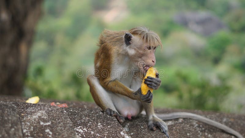 Man Who Makes Teeth Stock Photos - Free & Royalty-Free Stock Photos ...