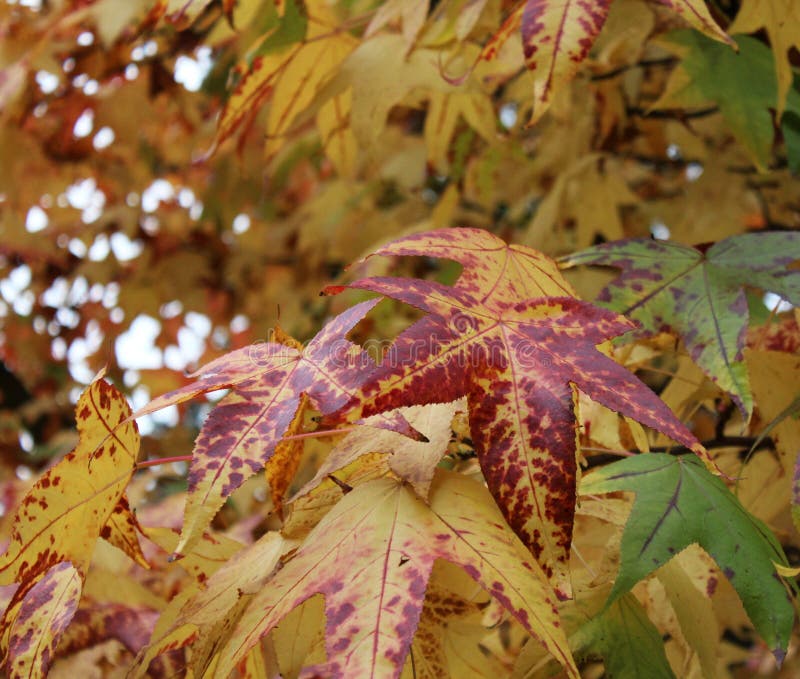 Some autumn leaves stock image. Image of tree, plant - 102389899