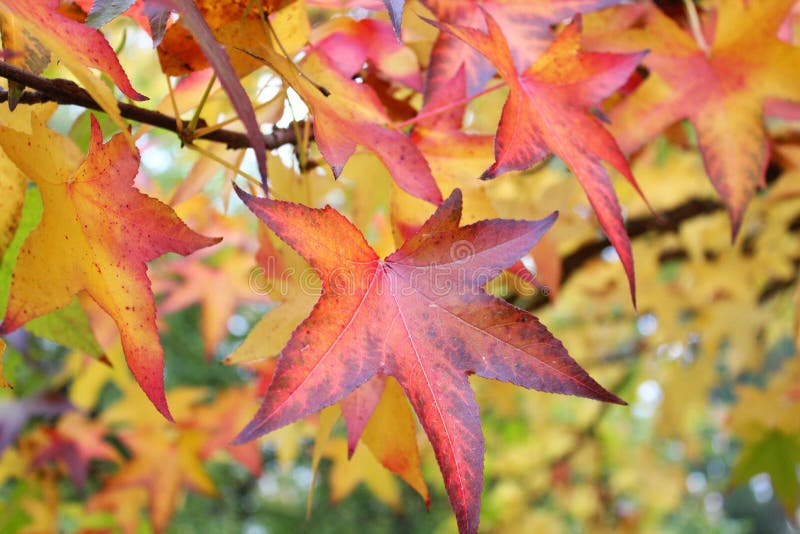 Some autumn leaves stock photo. Image of plants, leaf - 102390580