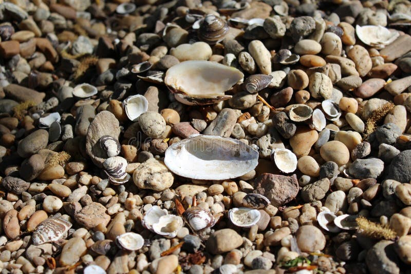 Some different shells stock photo. Image of life, shells - 114934476