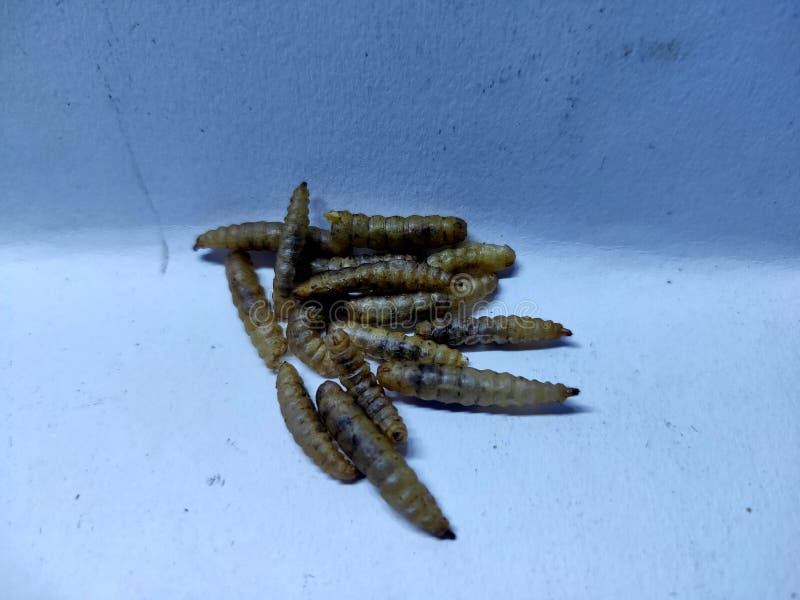 Some dried BSF fly larvae stock image. Image of organism - 270933015
