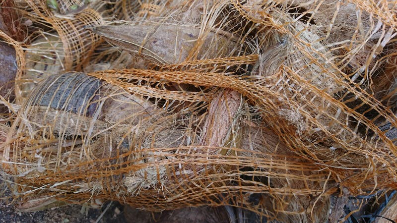 Some Dried Coconuts in a Plastic Net Stock Image - Image of sold, palm ...