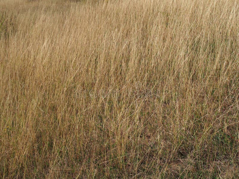 Some dried grass stock image. Image of long, natural - 126560455
