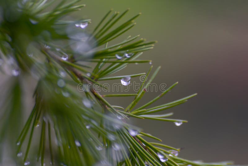 Some Drops of Dew on Pine Tree Leaves Stock Photo - Image of raining ...