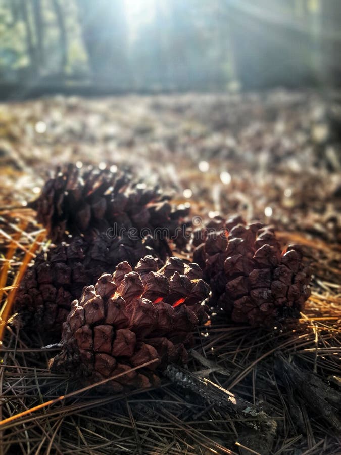 Some Dry Pine Cones on the Ground with Sunlight in the Background Stock Image - Image of ...