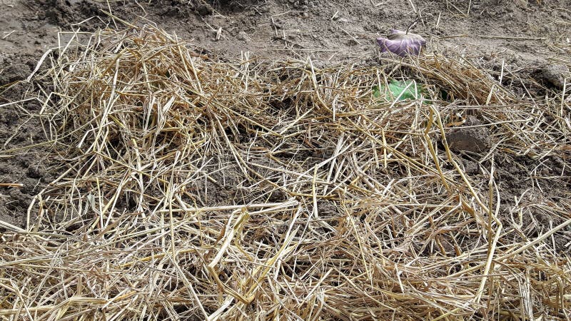 Some dry straw. stock photo. Image of yellow, straw - 131348330