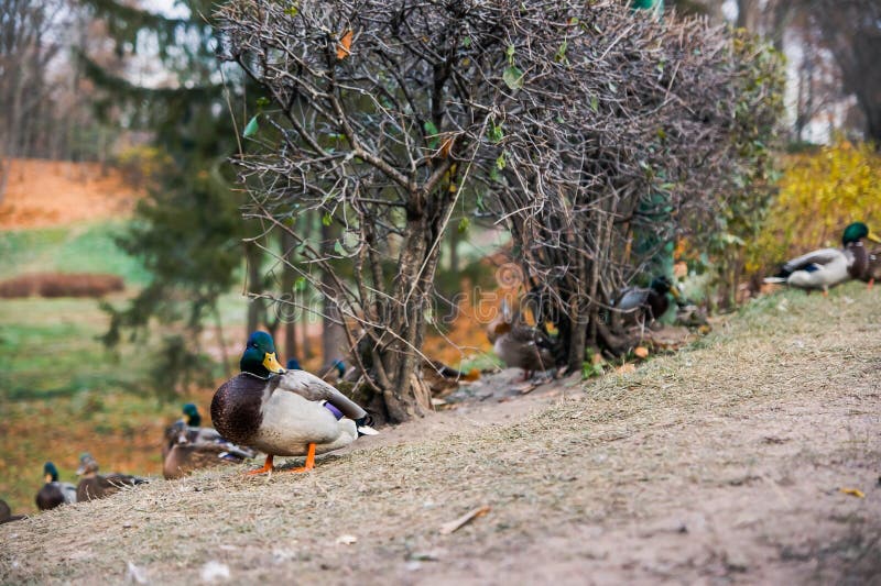 Some Ducks in Bushes in an Autumn Park Stock Photo - Image of cute ...