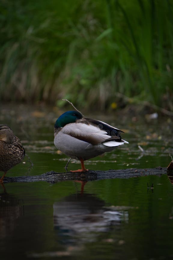 Some ducks chilling stock photo. Image of grass, river - 299146476