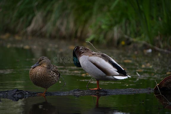 Some ducks chilling stock image. Image of wild, waterfowl - 299146539